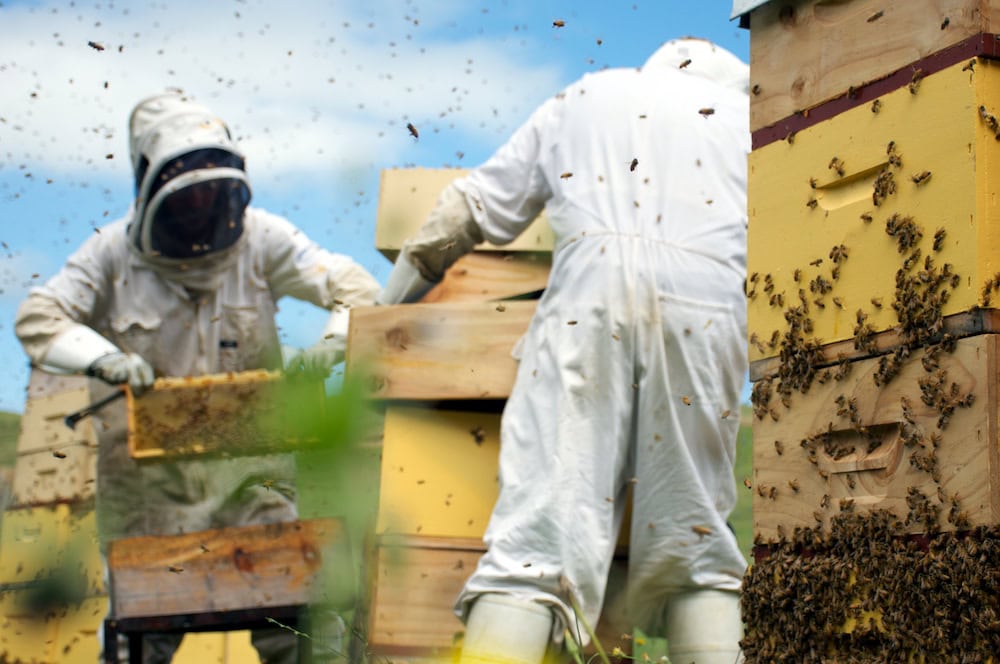 After hard times, pollination services for beekeepers are on the horizon