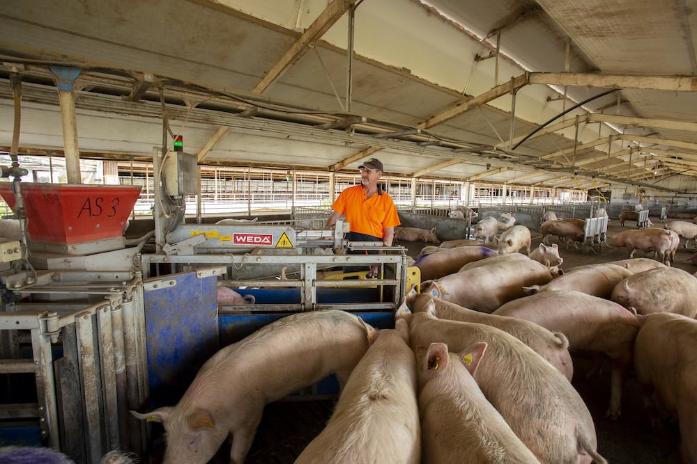The Pollard family from Young have been breeding pigs for generations
