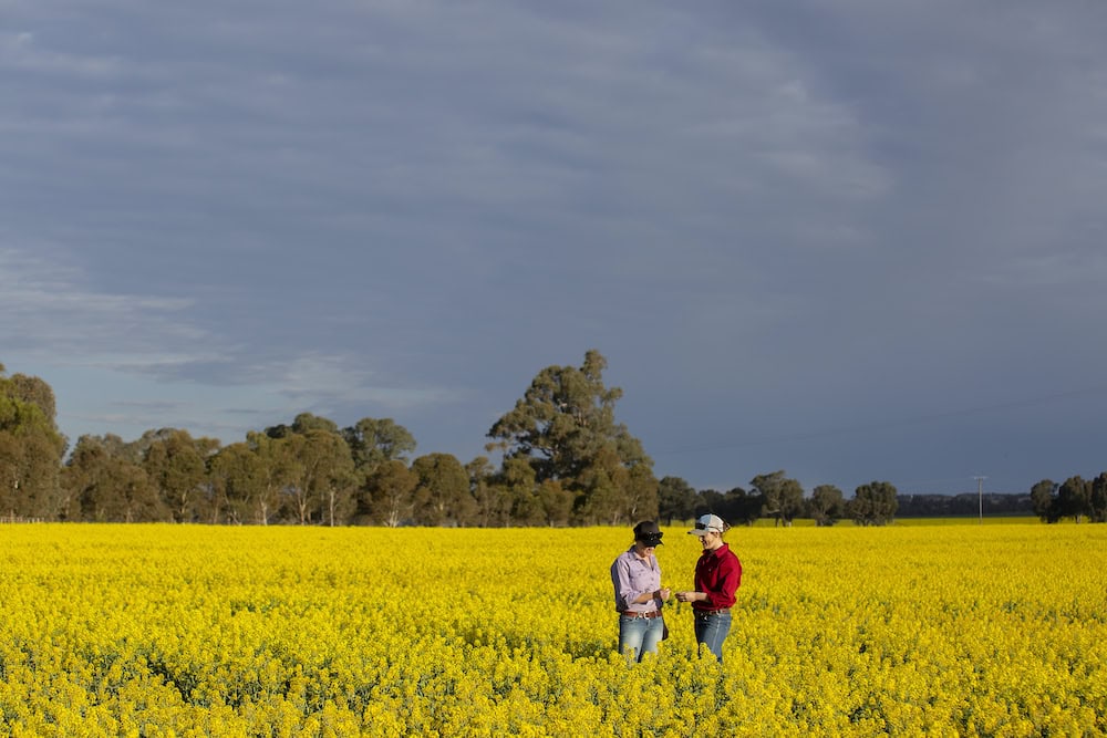 The Pollard family from Young have been breeding pigs for generations
