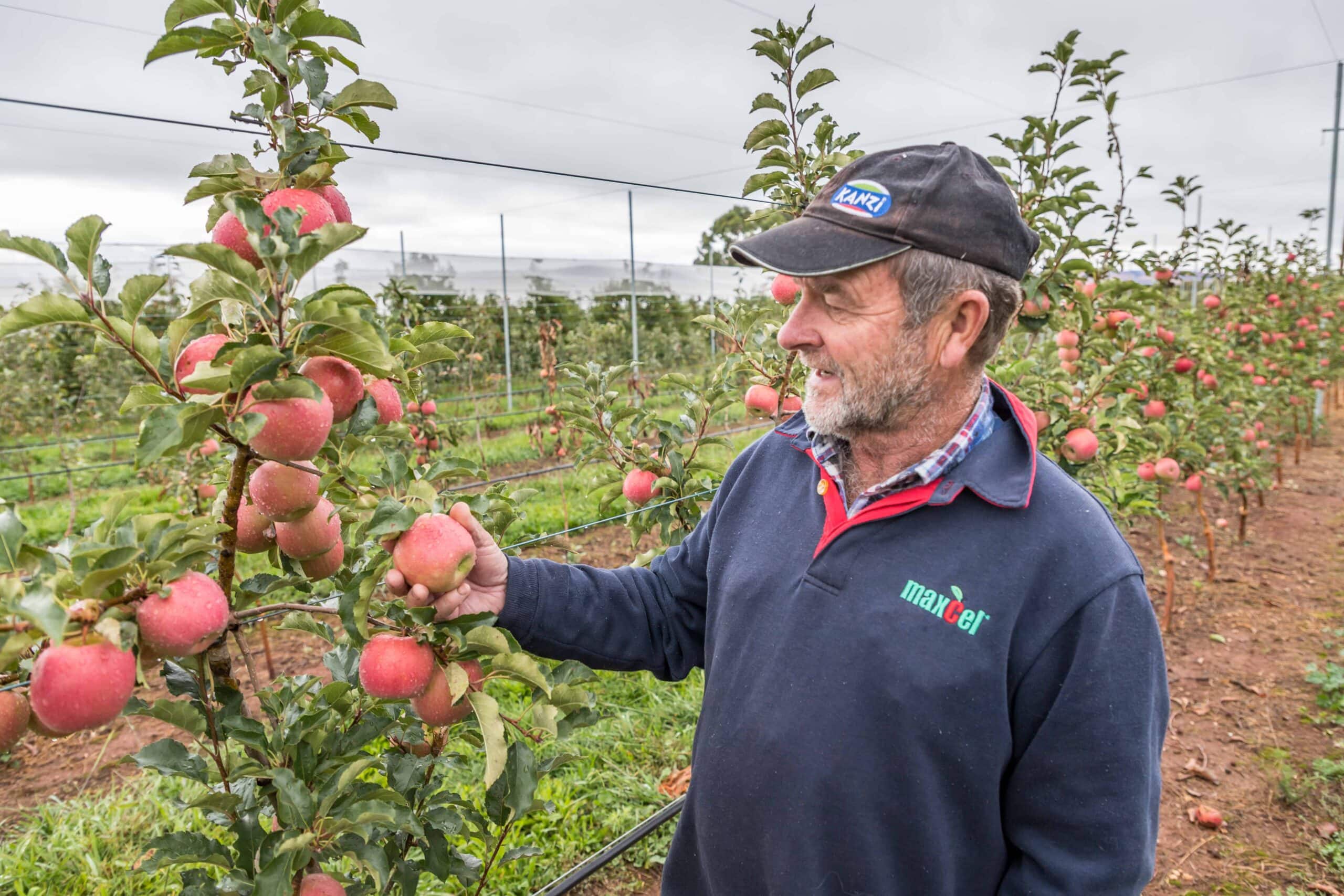 After the fires, apple and oyster farmers bounce back
