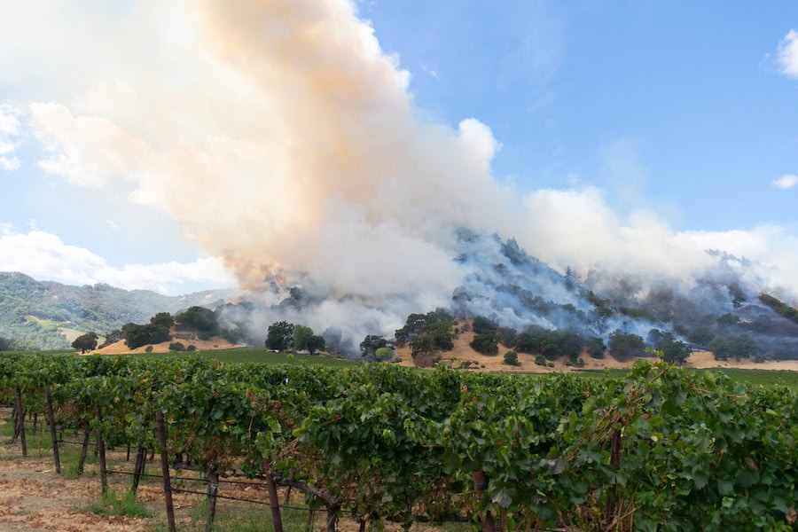 Smoke tainted grapes may well be used to make smoky wines