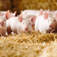 Our Cow meat delivery service takes off - The Farmer Magazine