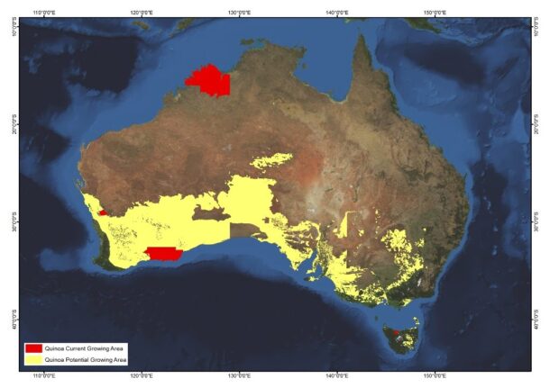 Australian quinoa eyes off the big league, with a new variety