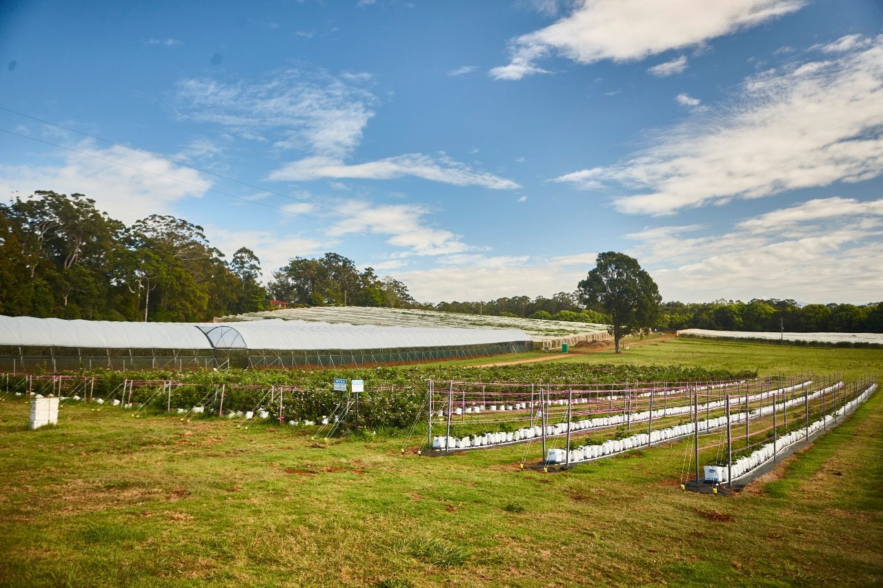 Blueberry pickers urgently needed in Northern NSW
