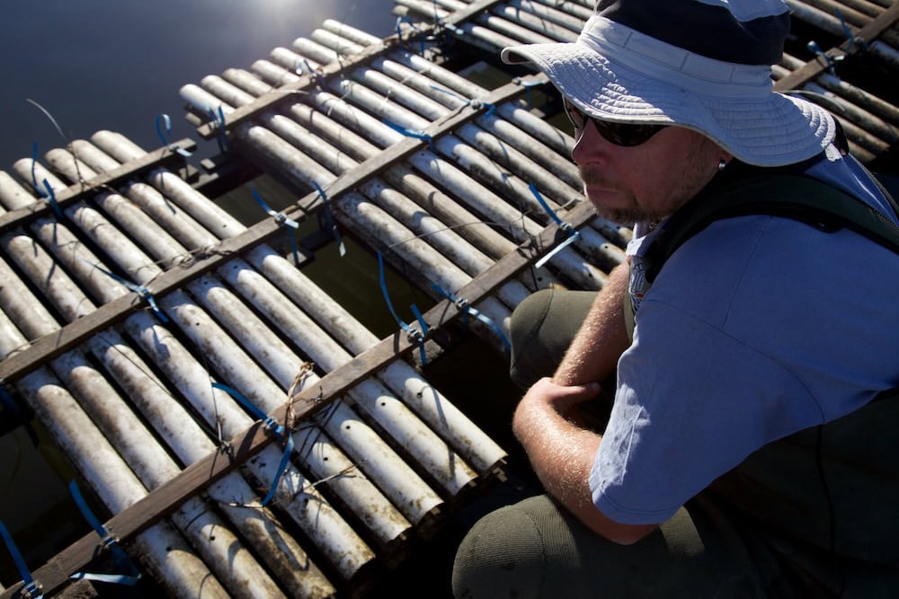 Oyster farming – a new wave of success ahead of summer
