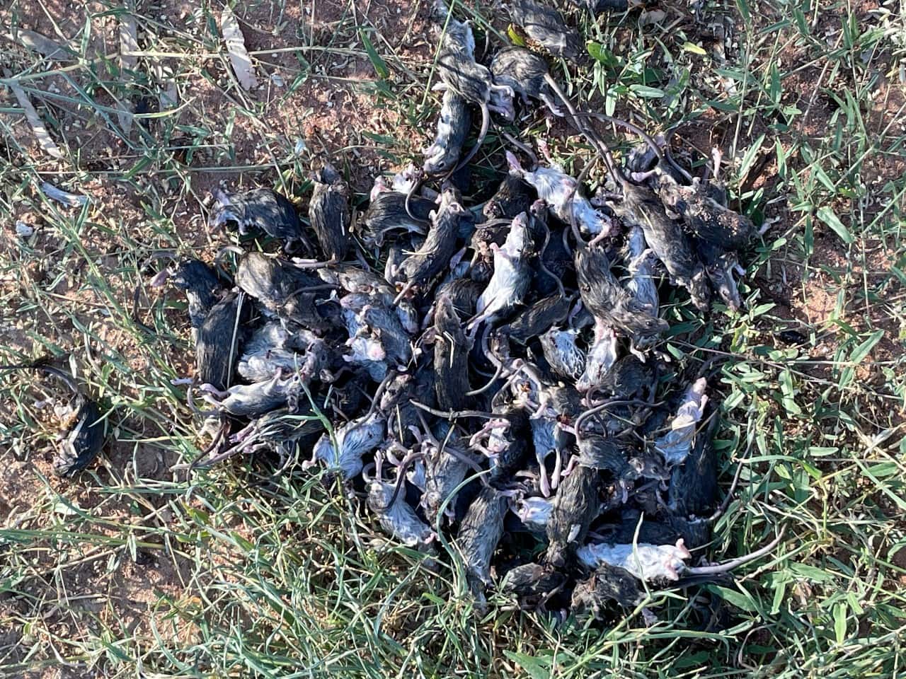 Mouse explosion after bumper harvest - The Farmer Magazine