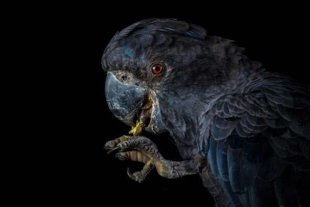 Wildlife smuggling is the fourth biggest illegal trade in the world