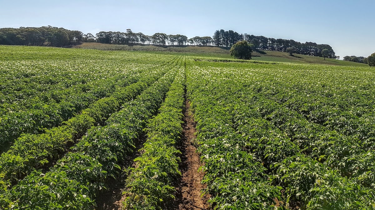 Australia's potato industry faces global competition