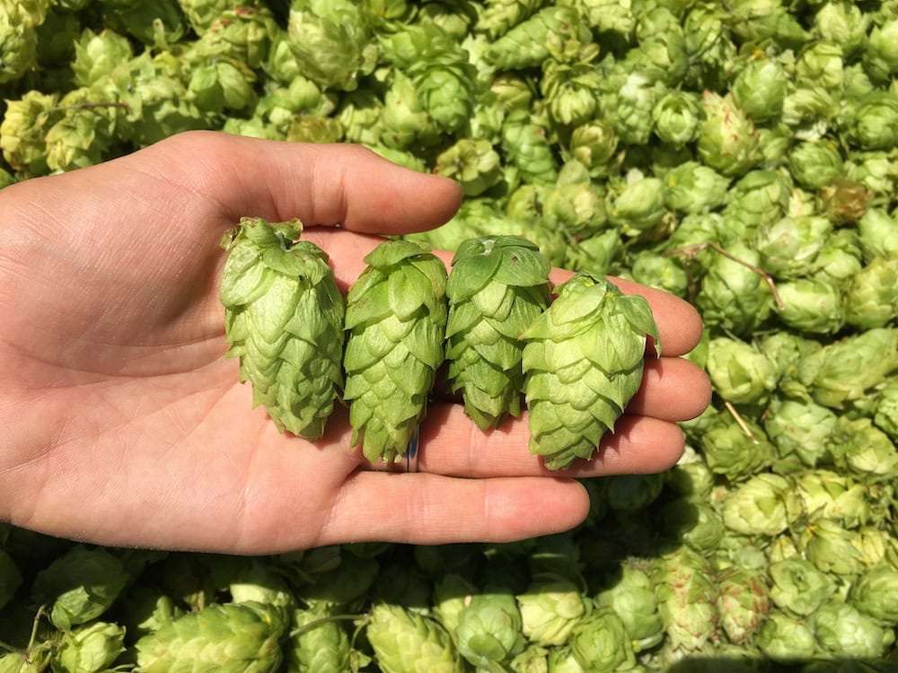 Beers from the bush boom continues to gain momentum