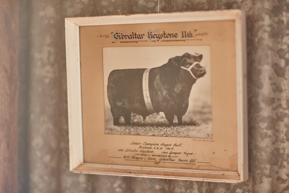 Texas angus bulls with scottish heritage in Warialda