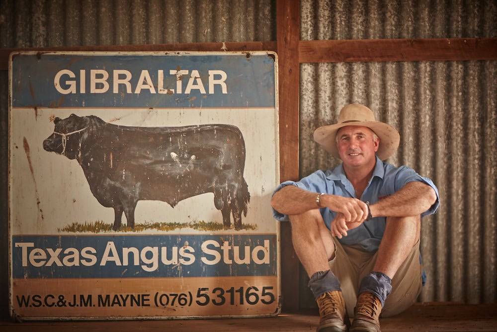 Texas angus bulls with scottish heritage in Warialda