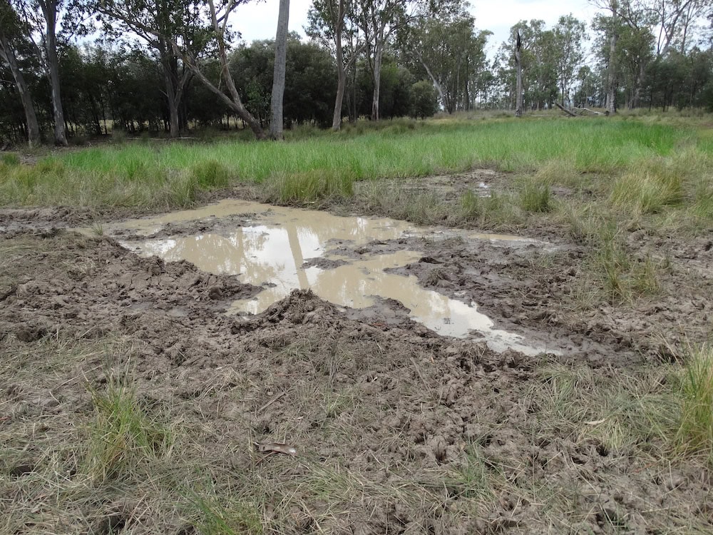 By the horns: farmers in NSW tackle feral pigs together