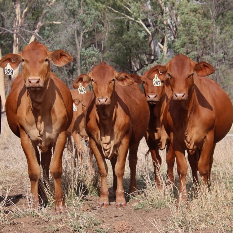 The fight for a mandatory poultry Code of Conduct - The Farmer Magazine