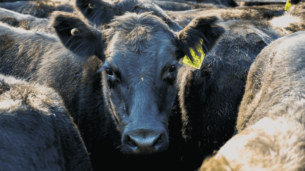 Cattle industry insights: Building up the beef market - The Farmer