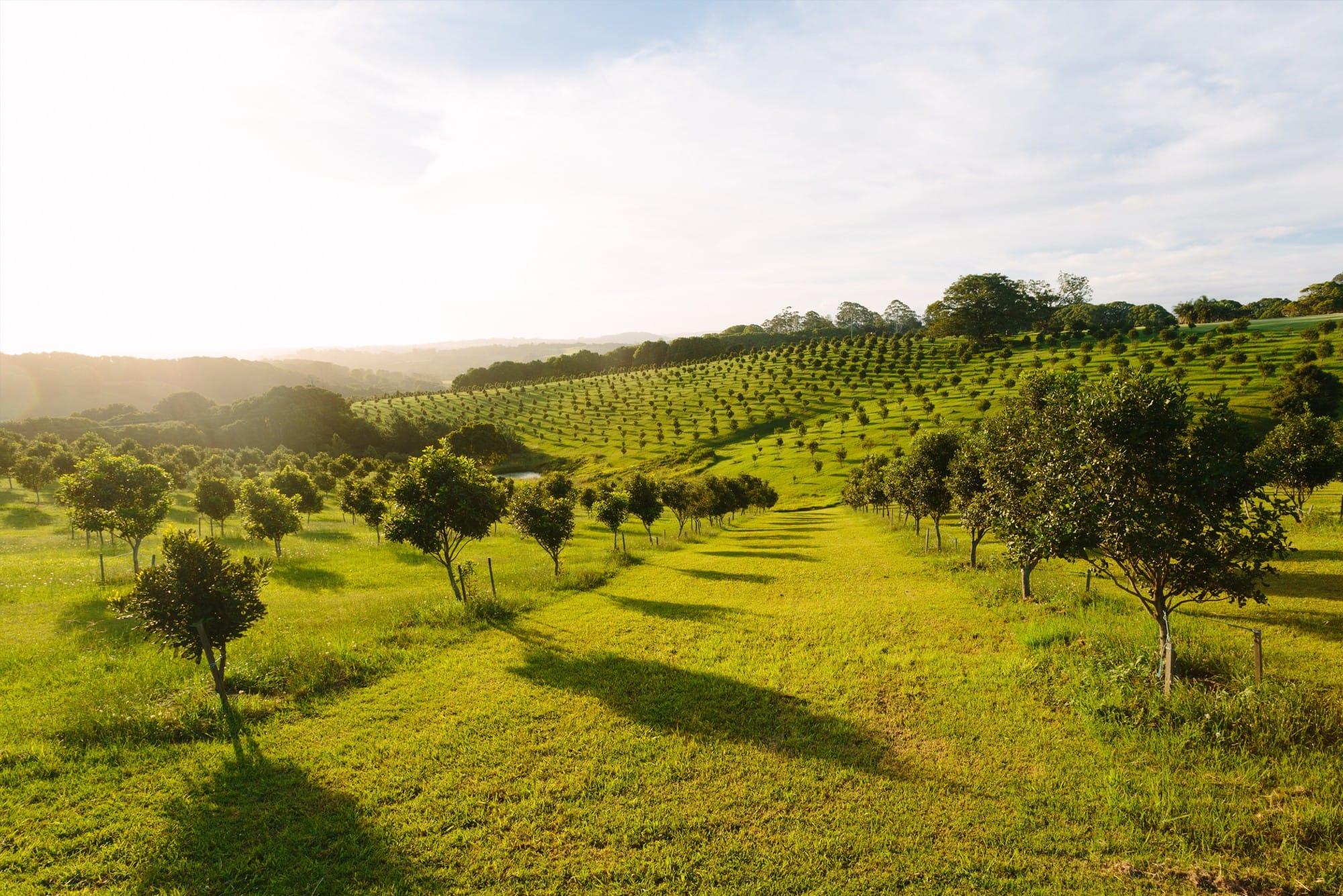 Hort Innovation launches sustainability framework - The Farmer Magazine