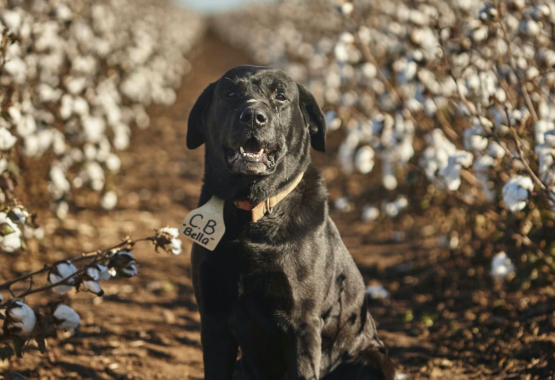 Winston the farm dog from Delungra - The Farmer Magazine