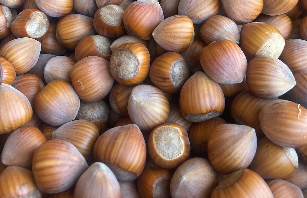 The hazelnut industry for NSW The Farmer Magazine