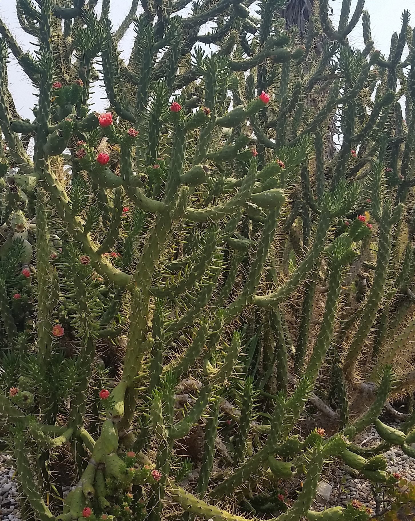 illegal cactus sales are a prickly problem for farmers and animals