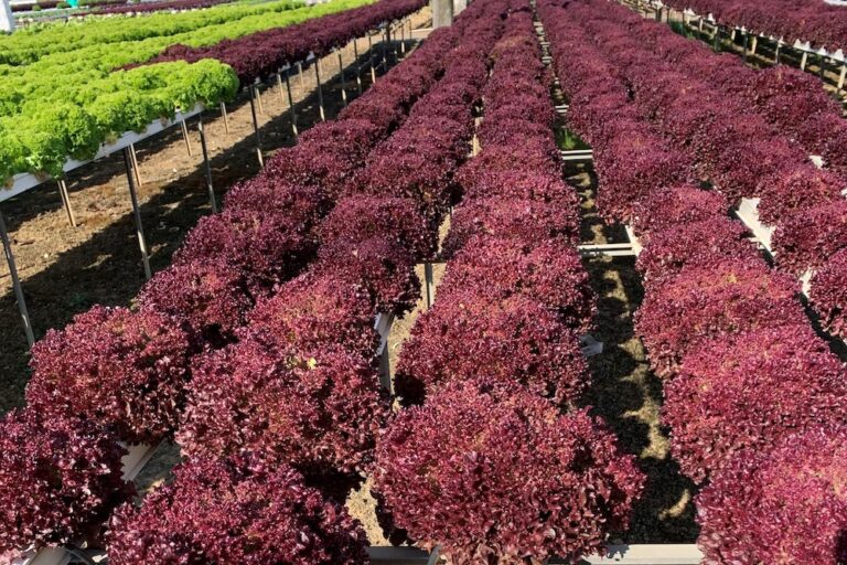 The lettuce industry in NSW is bursting with gems of innovation