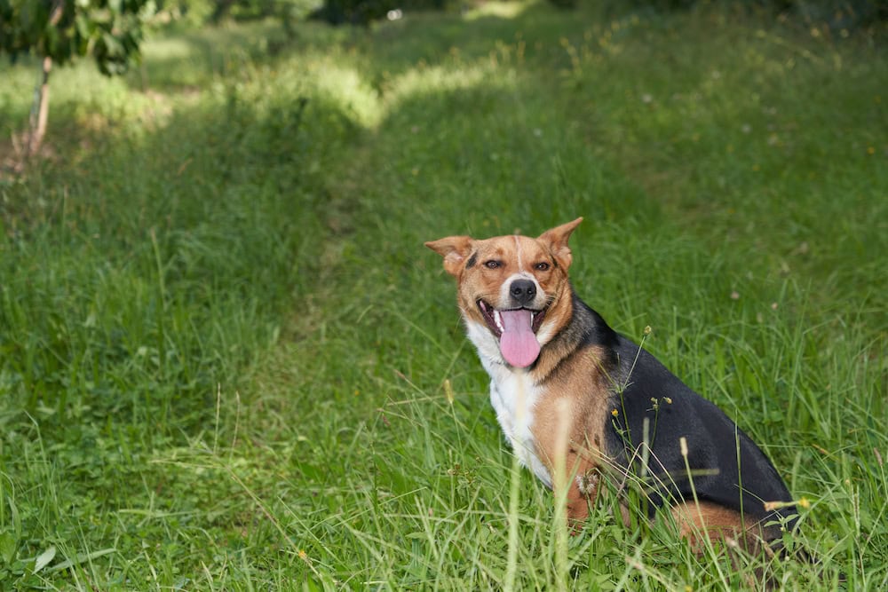 Meet the lovely pooch Millie in The Farmer farm dog series