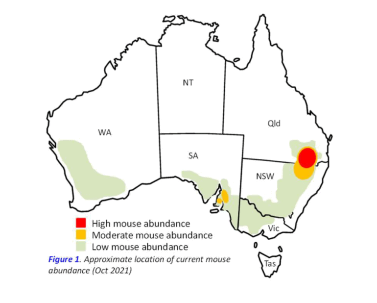 Mouse activity in northern NSW prompts bait rebate reminder
