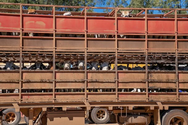 New safety guidelines for livestock transport - The Farmer Magazine