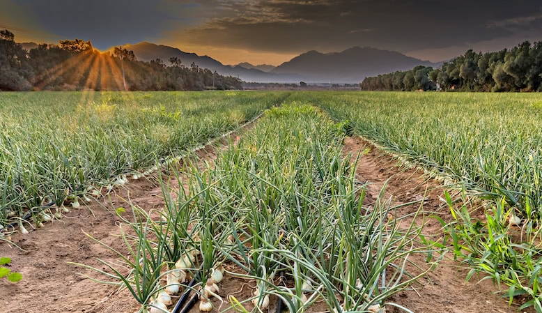 Qatar's farmers have gone from being zeroes to heroes