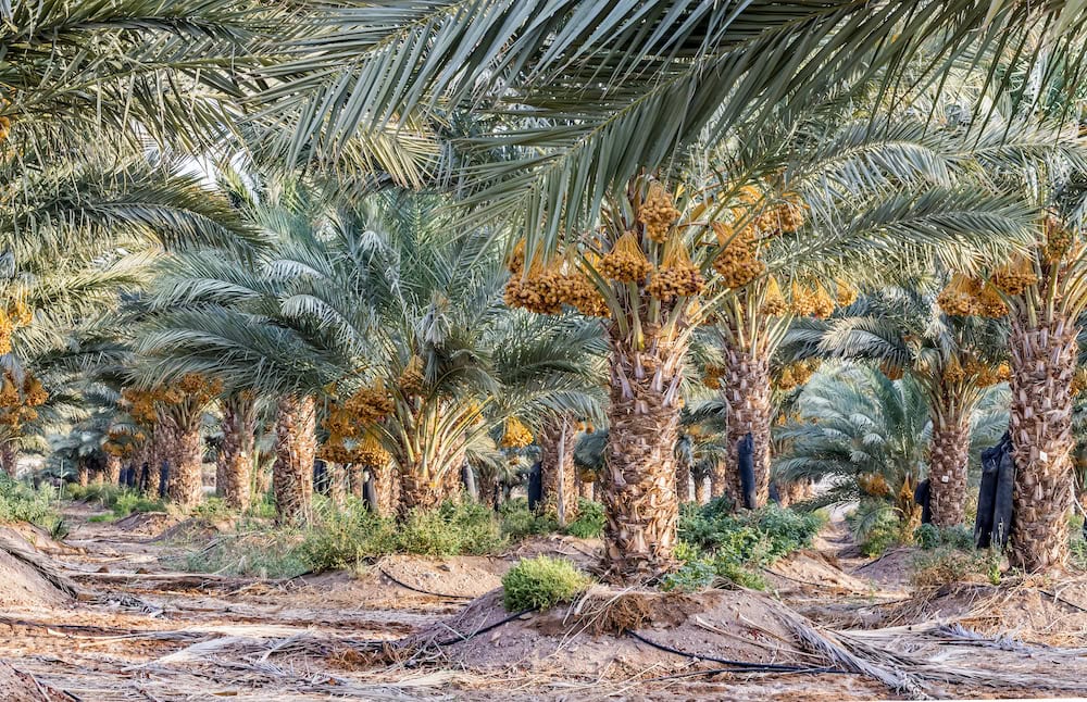 Qatar's farmers have gone from being zeroes to heroes