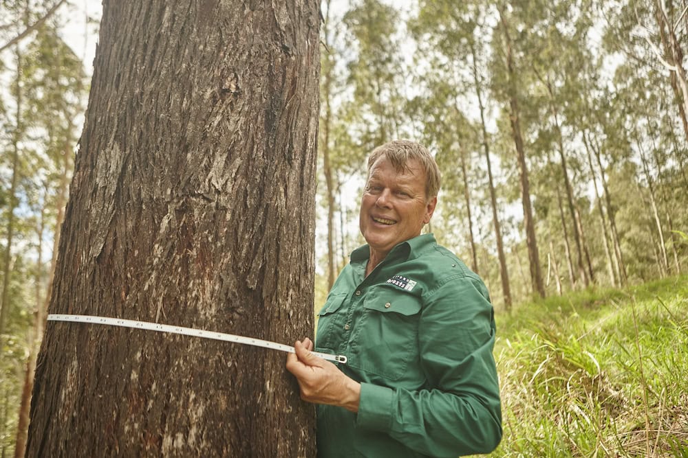 Addressing the two year shortfall in timber shortage in Australia