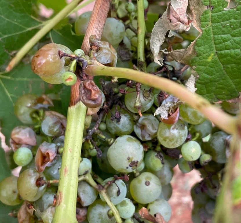 Two freak hail storms have smashed citrus and wine grape crops at Griffith