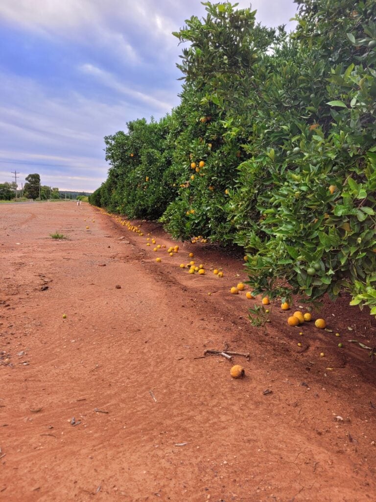 Two freak hail storms have smashed citrus and wine grape crops at Griffith