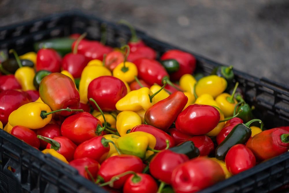 a chilli evolution is happening, and we meet three chilli farmers