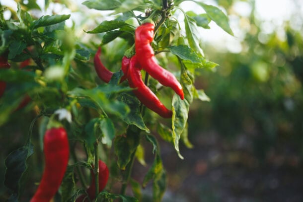 a chilli evolution is happening, and we meet three chilli farmers