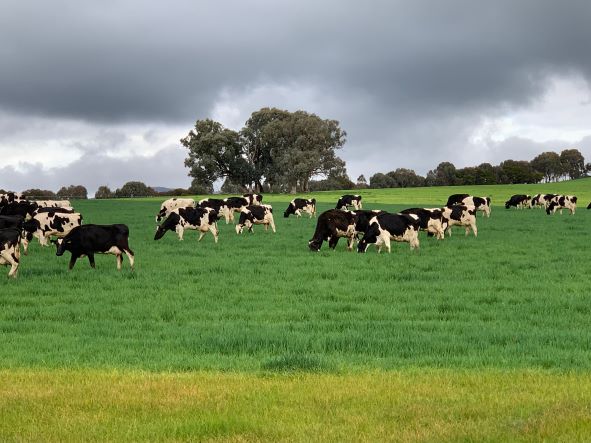 Riverina Fresh celebrates a century in the dairy business