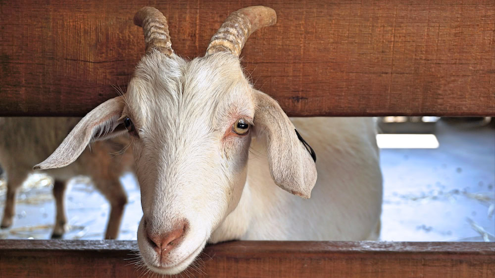 Get your goats. The rise of rangeland goats. - The Farmer Magazine