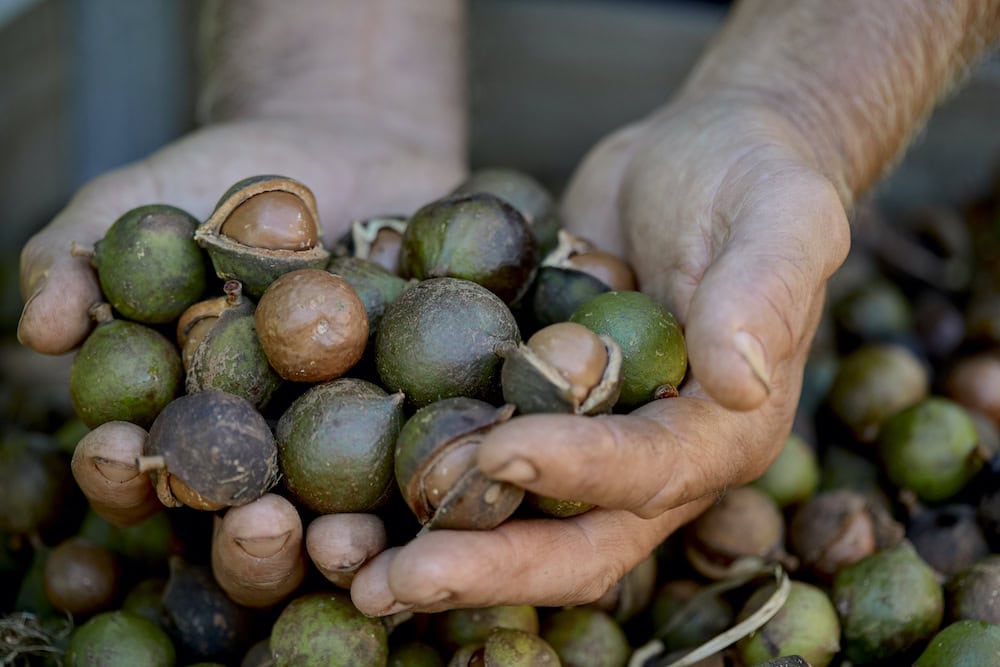 Looking into Australia's macadamia industry – the hard nut to crack