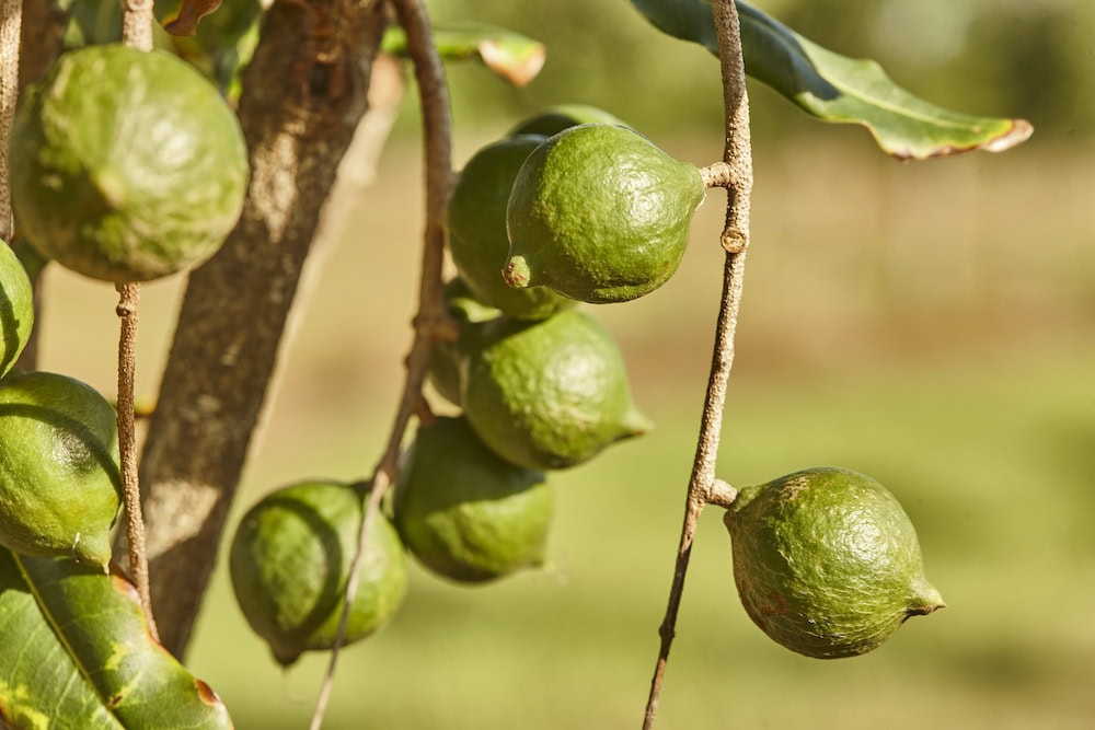 Looking into Australia's macadamia industry – the hard nut to crack