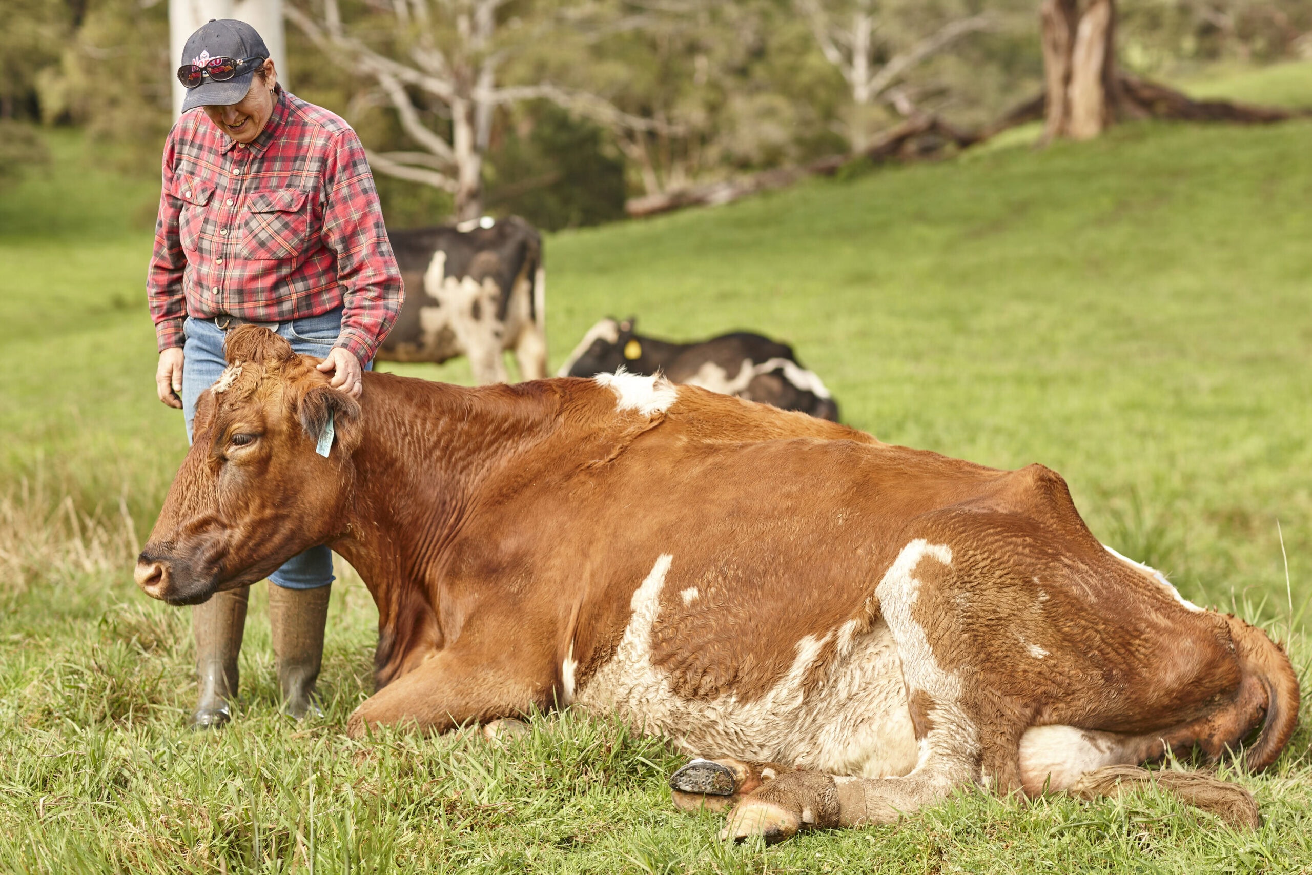 Shopping for the best farmgate milk price