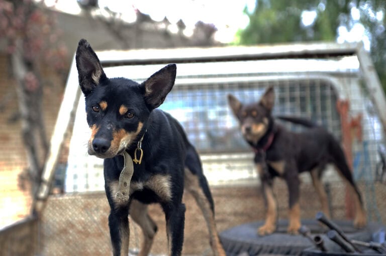 Working dogs – a farm's best friend and tireless workers
