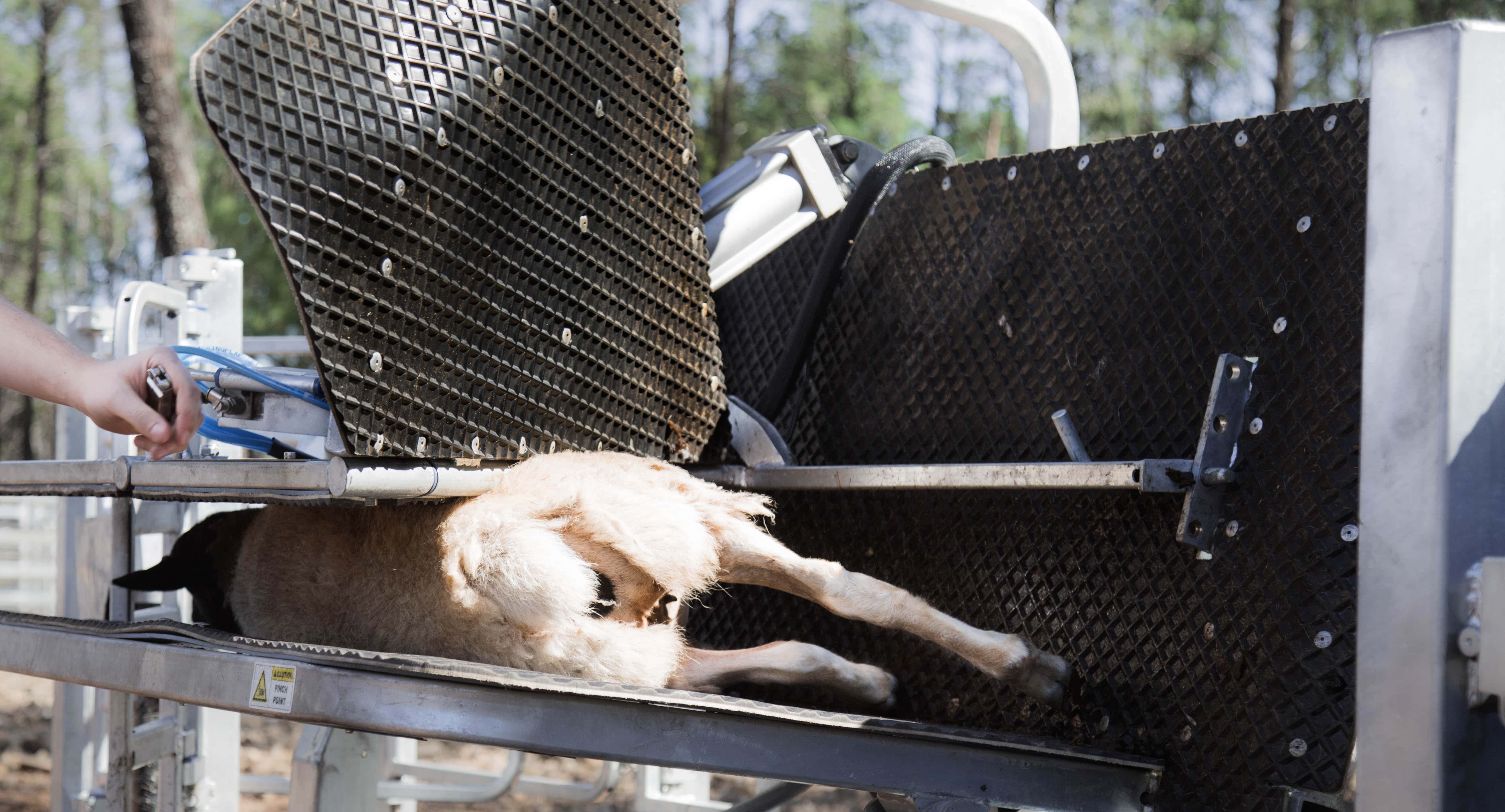 The Clipex all in one Sheep Handler - The Farmer Magazine