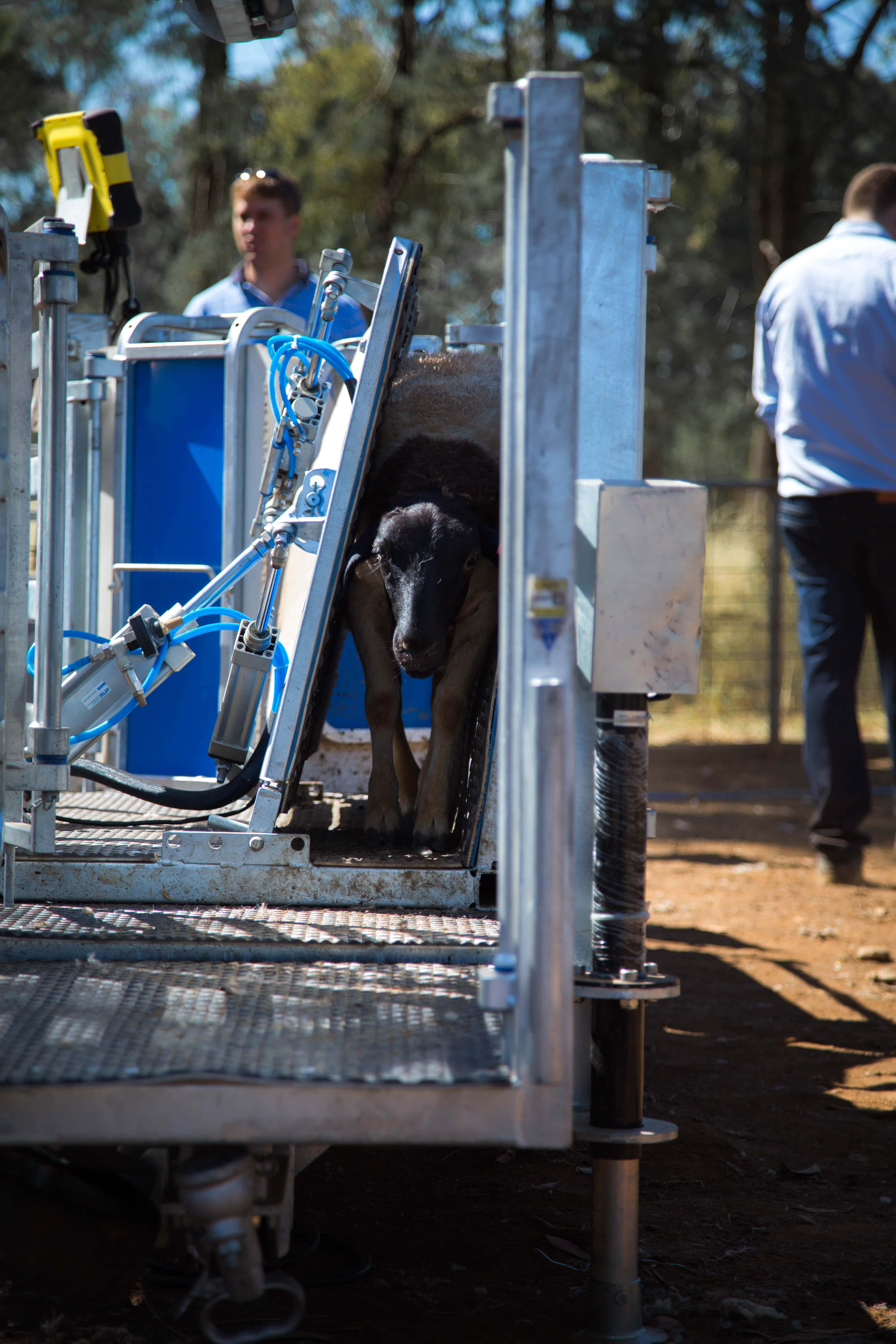 The Clipex all in one Sheep Handler - The Farmer Magazine