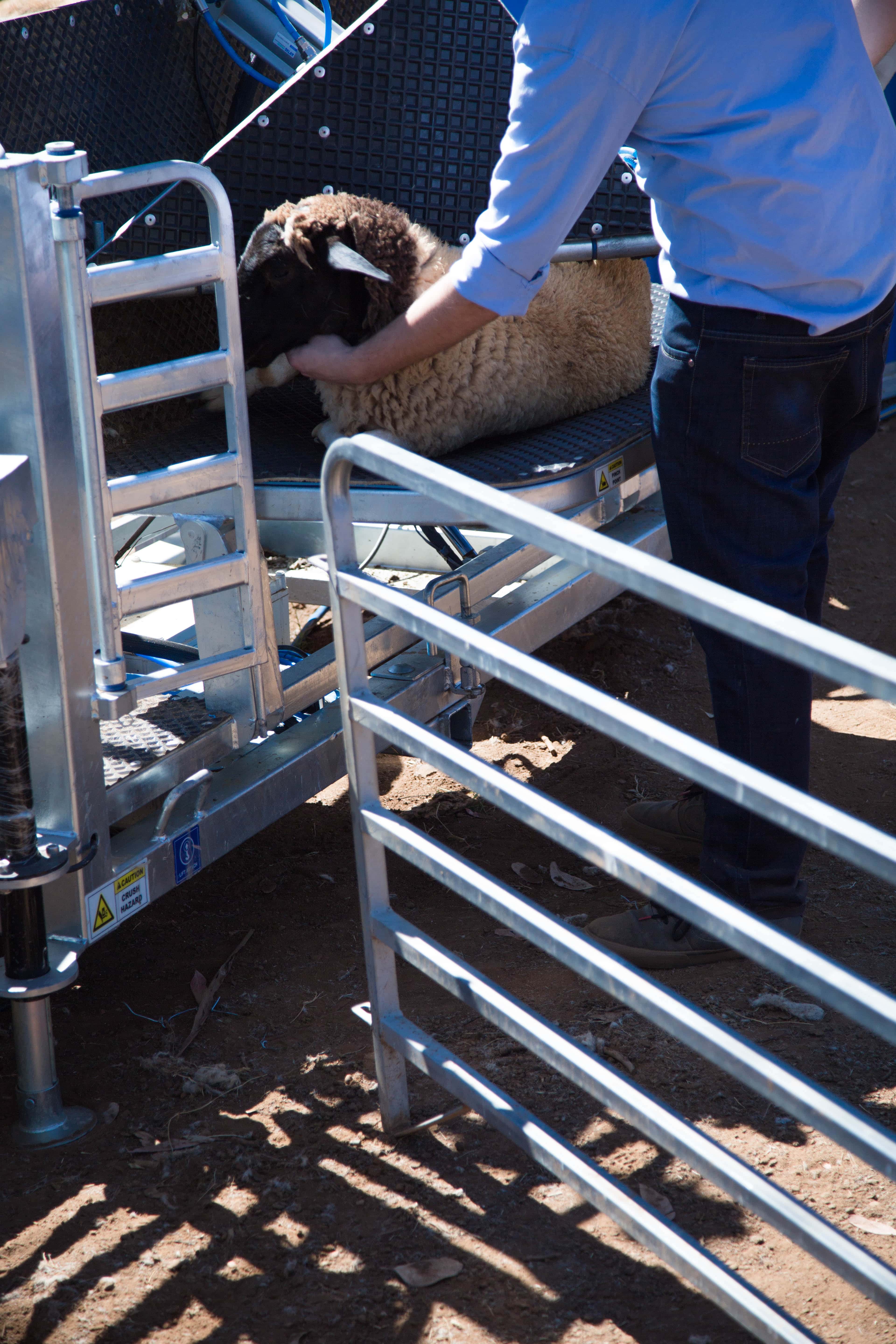 The Clipex all in one Sheep Handler - The Farmer Magazine