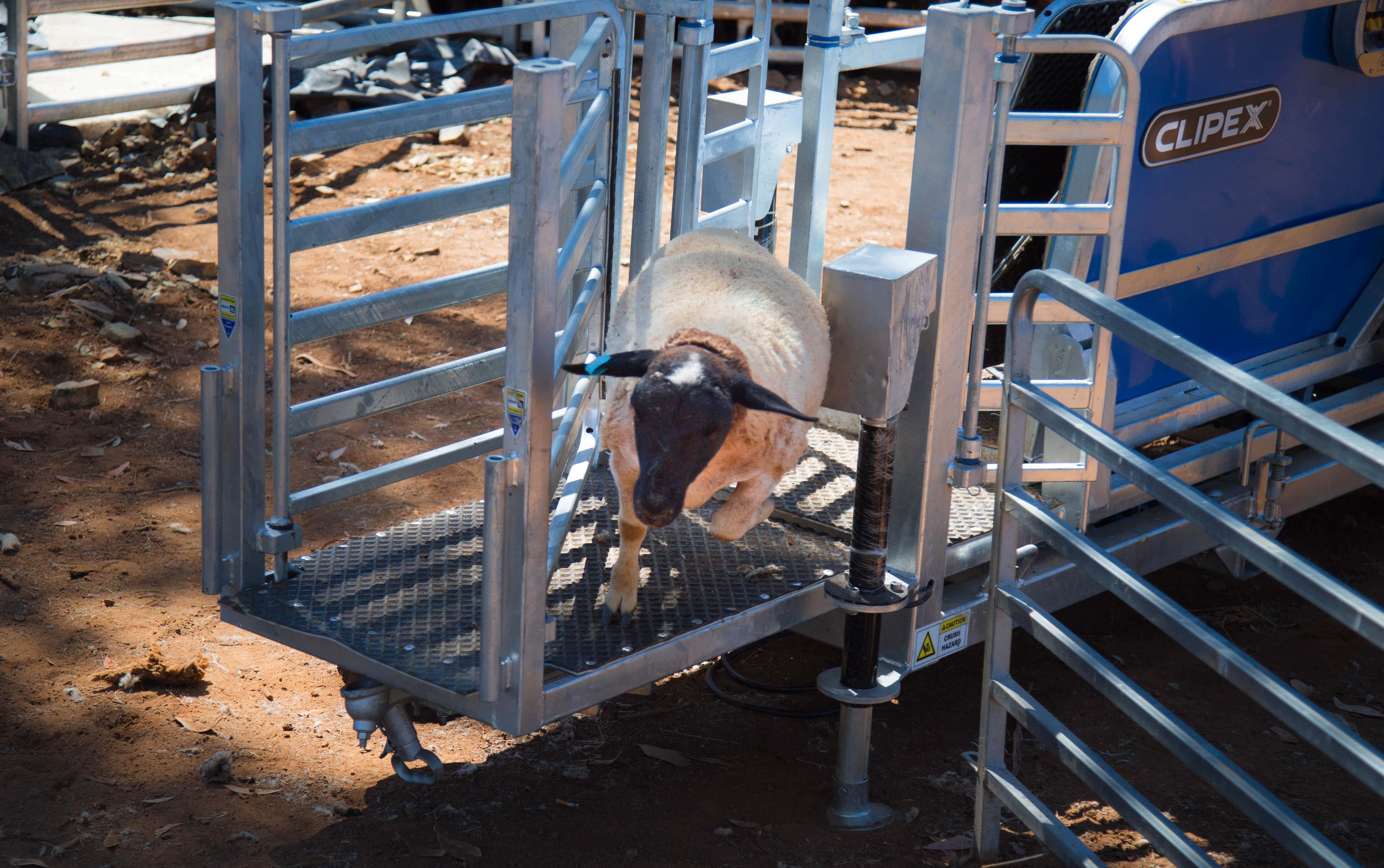 The Clipex all in one Sheep Handler - The Farmer Magazine