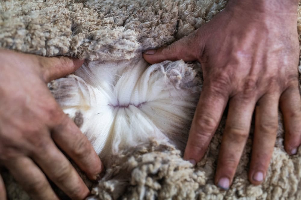 Wool growers will soon have new opportunities in wool processing
