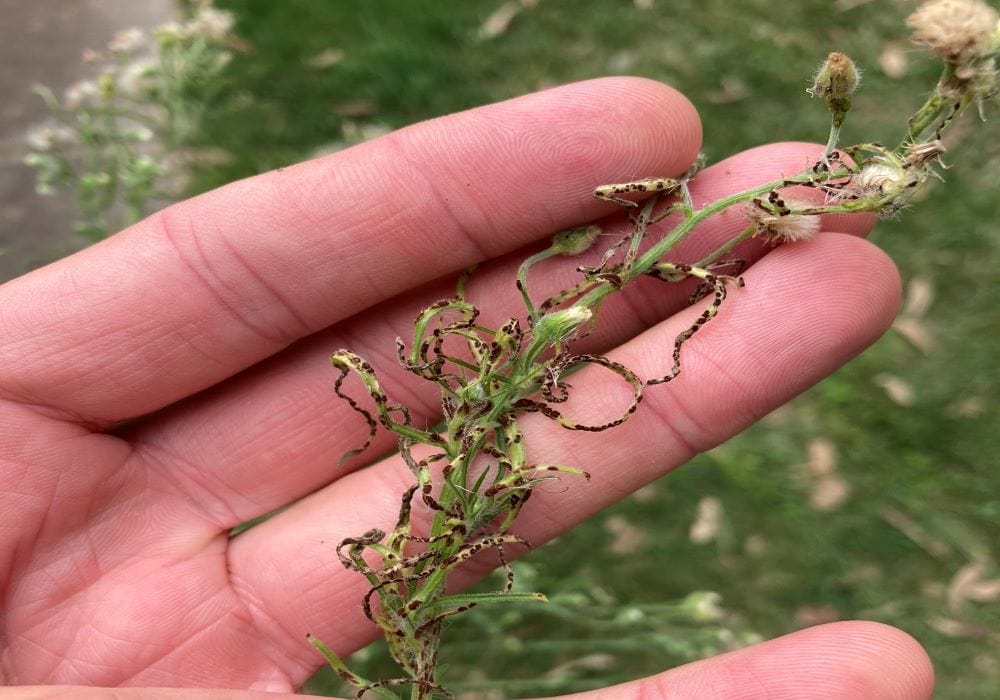 New biocontrol agent ready to fight fast-spreading weed