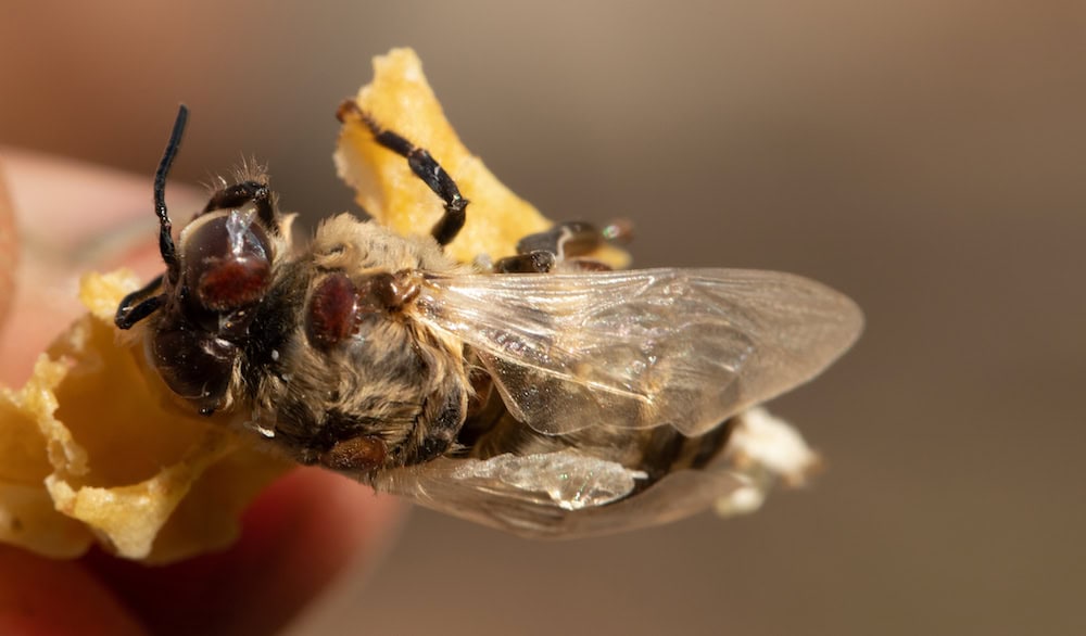Can we save the bee from Varroa mite?