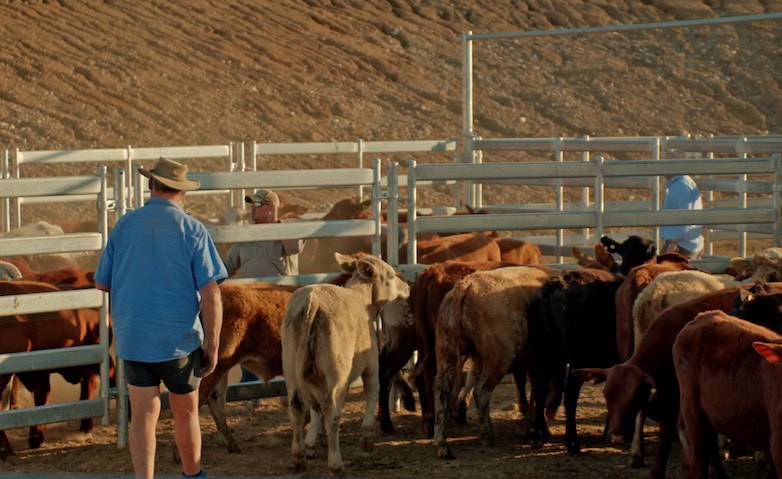 Stockyards and fencing and automation are top priorities in farming