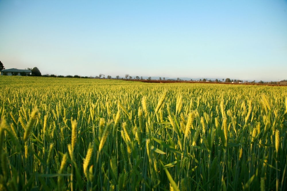 Cheers to Australian barley and beer