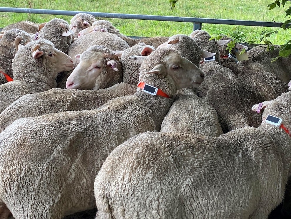 New tech on sheep tags busted mock sheep rustlers