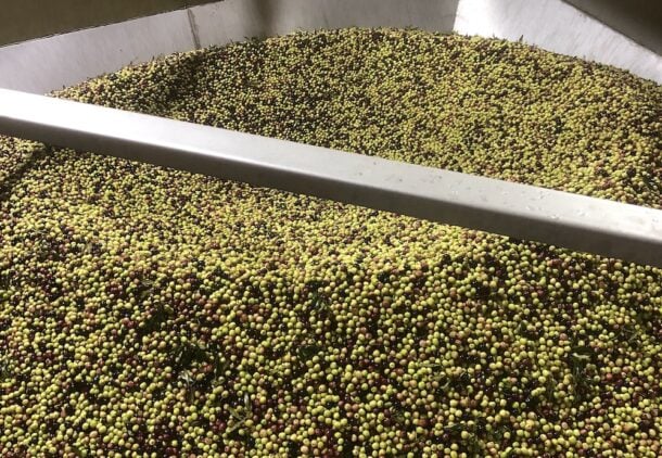 NSW's olive industry and how it is faring.